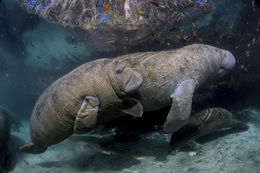 Donate to Friends of the Manatee Center - The Manatee Center